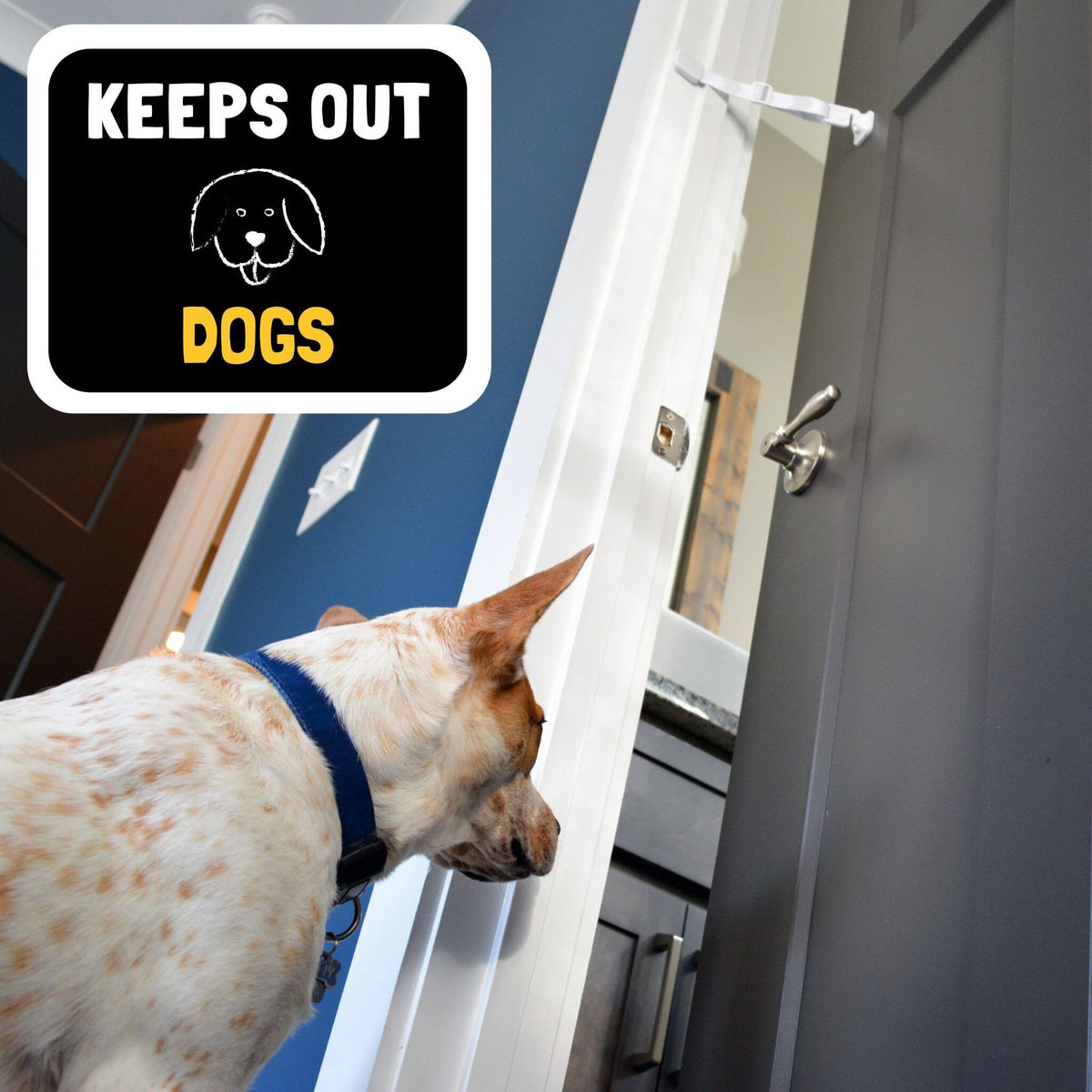 Door Buddy Dog Combo 3-Pack Bundle